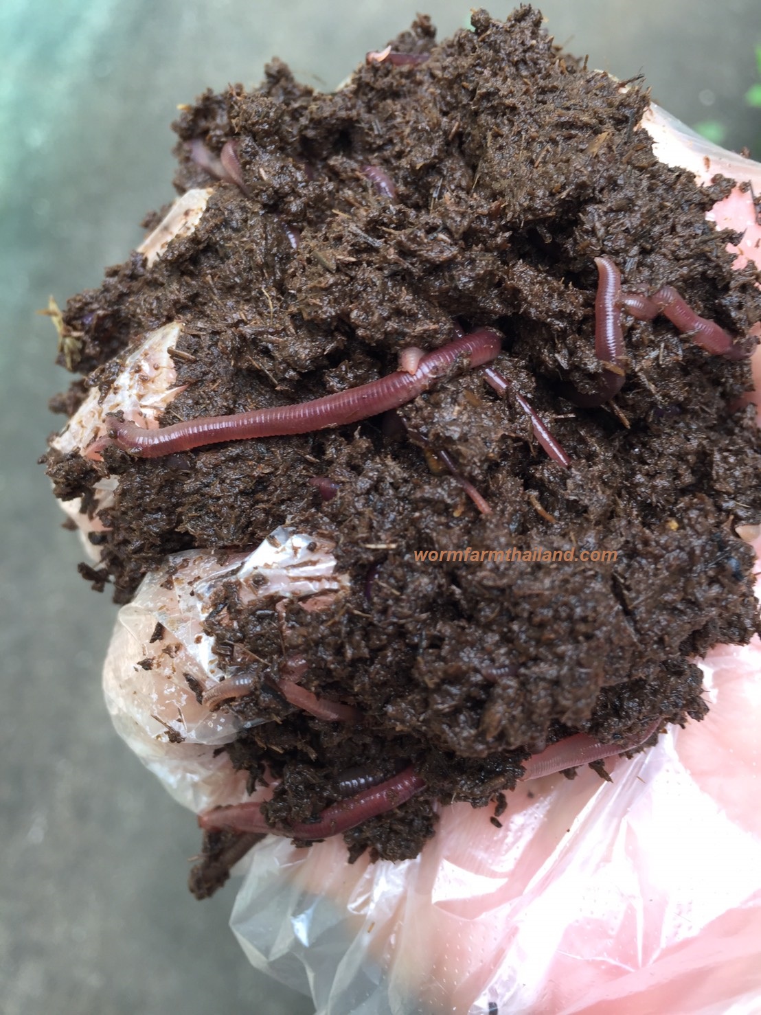 TONY WORM FARM – Worm farm thailand
